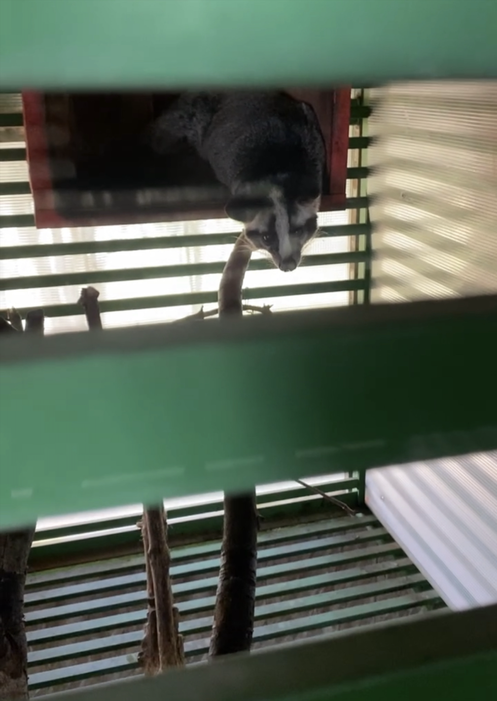 Weasel Poop Coffee in Da Lat: Me Linh Coffee Garden - Jake's Journeys